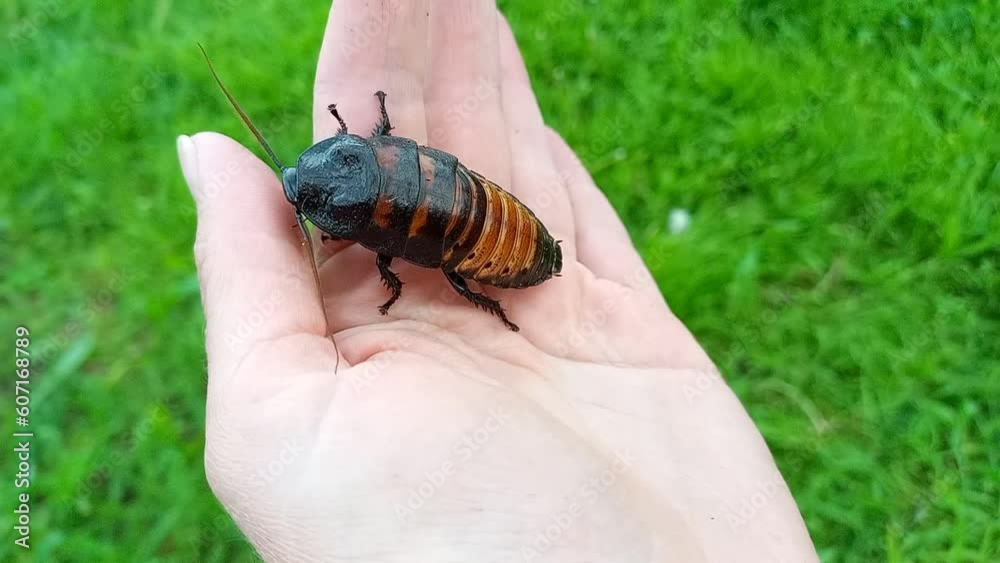 Vidéo Stock large Madagascar hissing cockroach crawling on woman palm ...
