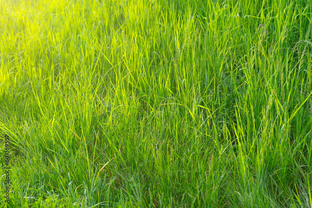 Green grass background texture. Green grass in meadow, field or lawn in ...