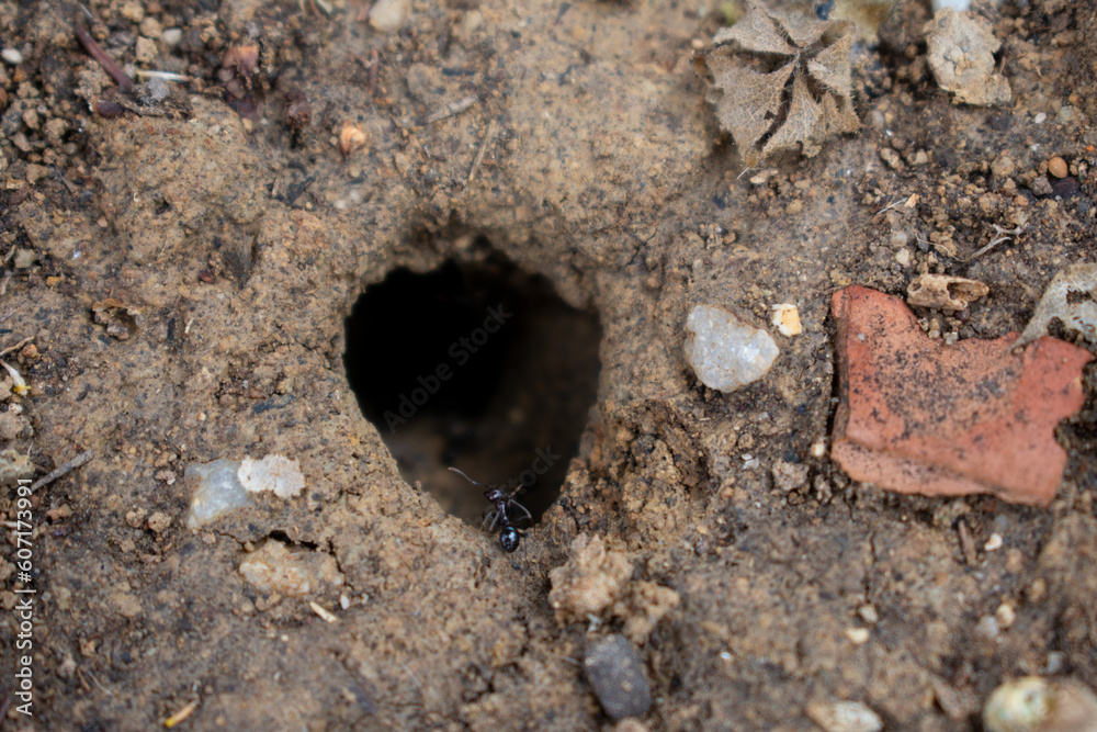 Hole with ants. Carpenter ants, Camponotus surveillance hole in the ...