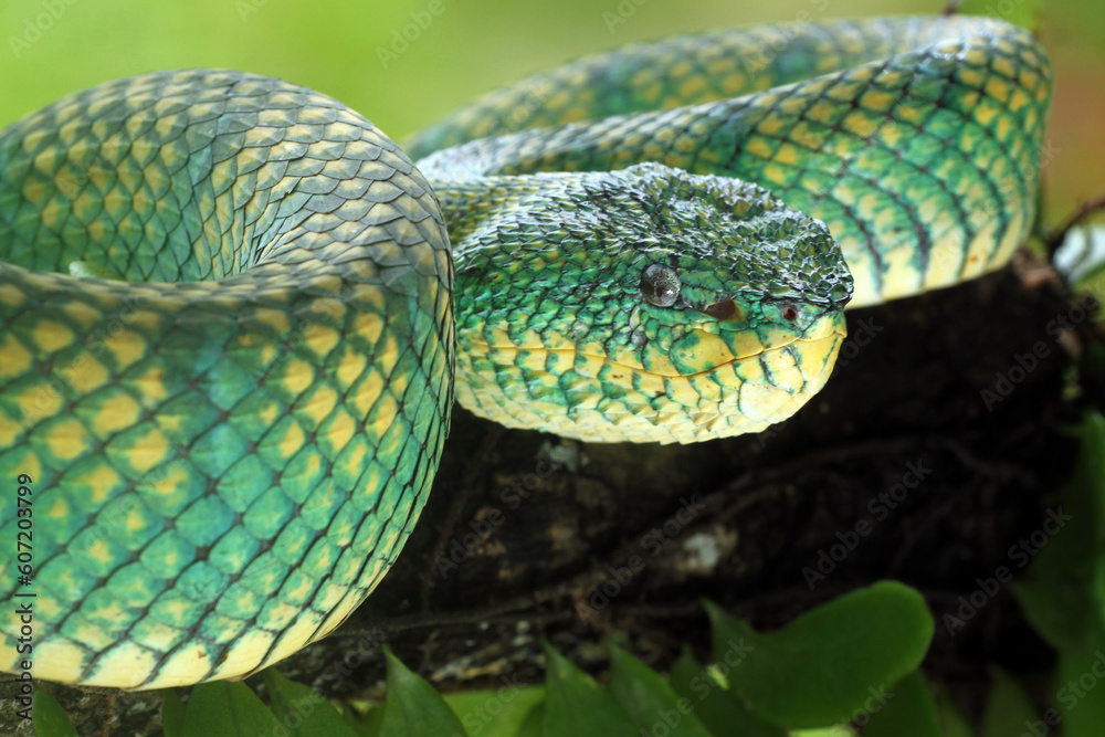 snake, viper, kalimantan, poisonous, native kalimantan viper that is ...