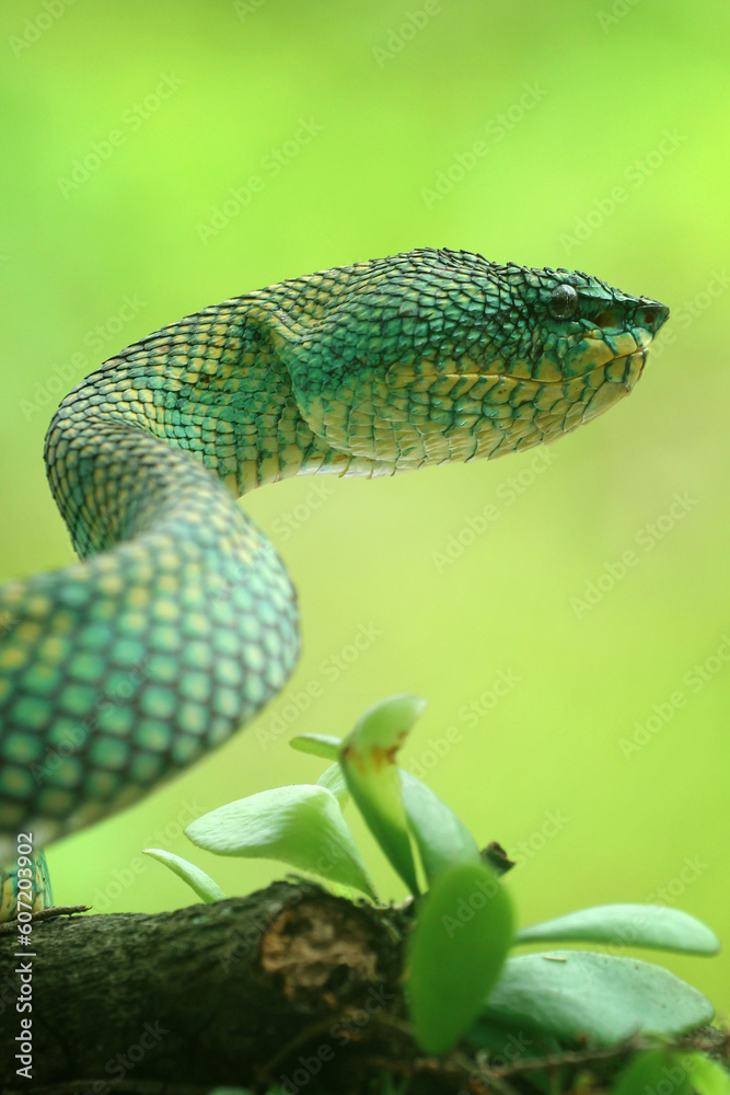 snake, viper, kalimantan, poisonous, native kalimantan viper that is ...