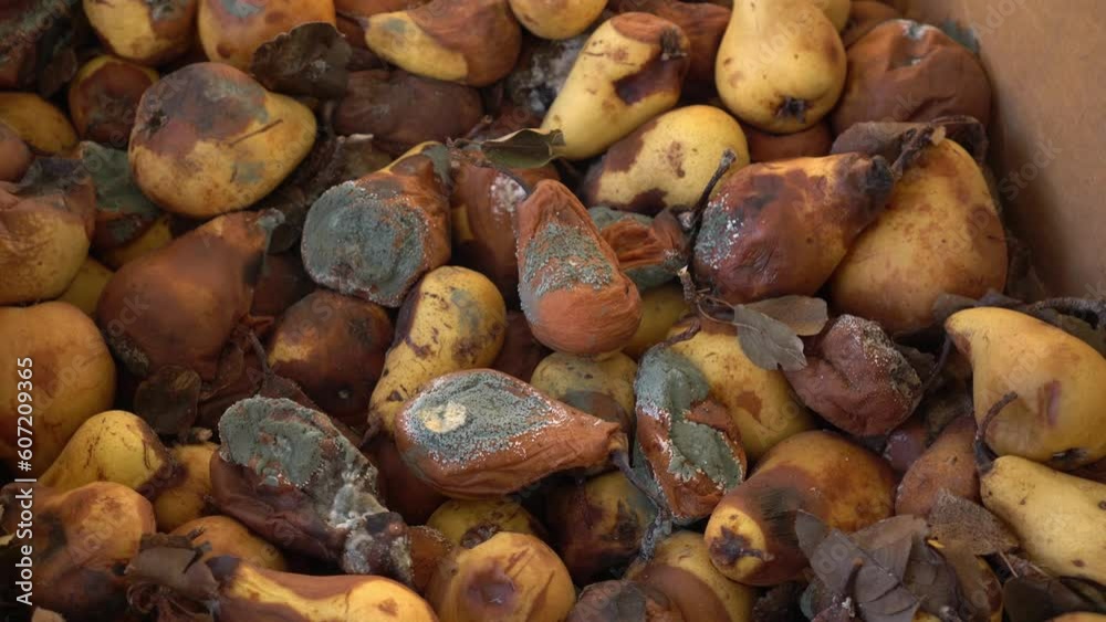 Rotten moldy pears. Food loss and waste on the farm and in grocery ...