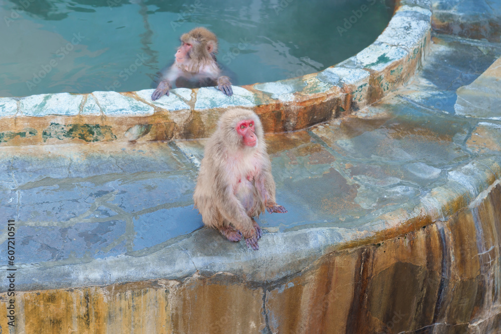 Monkey soaking in hot spring, Hakodate Tropical Botanical Garden with ...