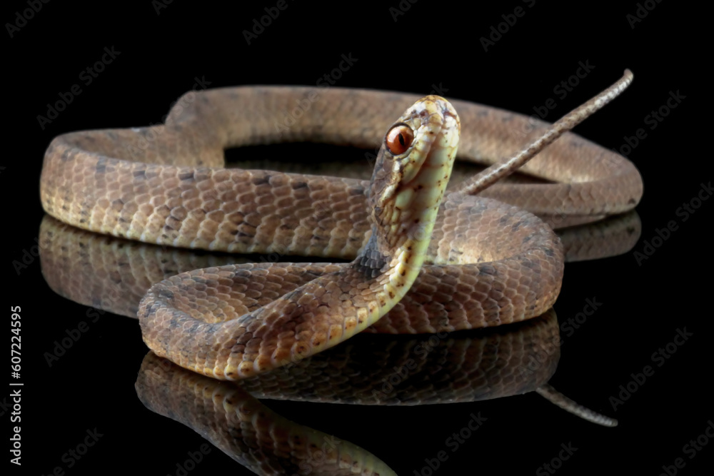 boiga cynodon snake on natural background, colubrid snake endemic to ...