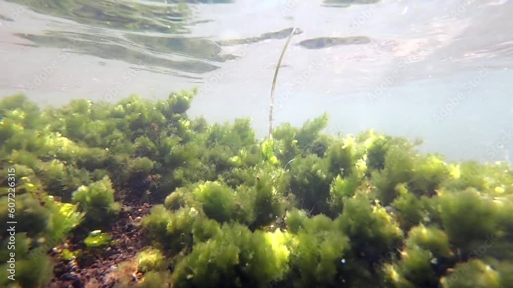 Green algae in transparent water swaying from ebb and flow of sea wave ...