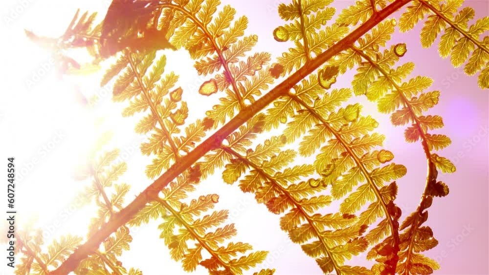 Gold fresh fern leaves with water drops against pink dawn sky ...