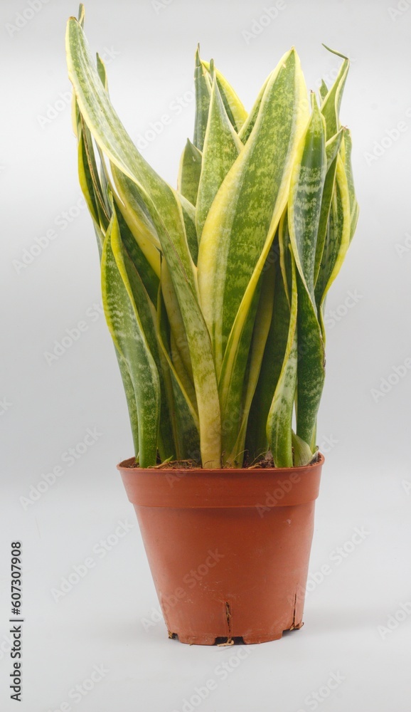 planta Sanseviera trifasciata, lengua de suegra o espada de San Jorge ...