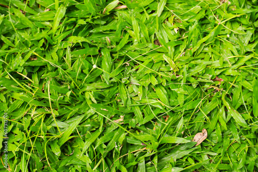 Rumput Kerbau (Paspalum conjugatum Berg) or buffalo grass that grows ...