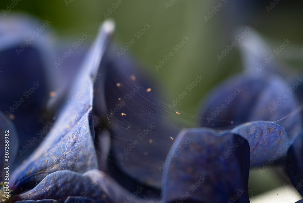 Spider mites on a Hydrangea macrophylla flowers. Close-up view of ...