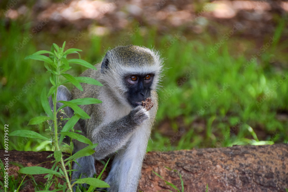 A vervet monkey in a national park in Zimbabwe. Stock Photo | Adobe Stock