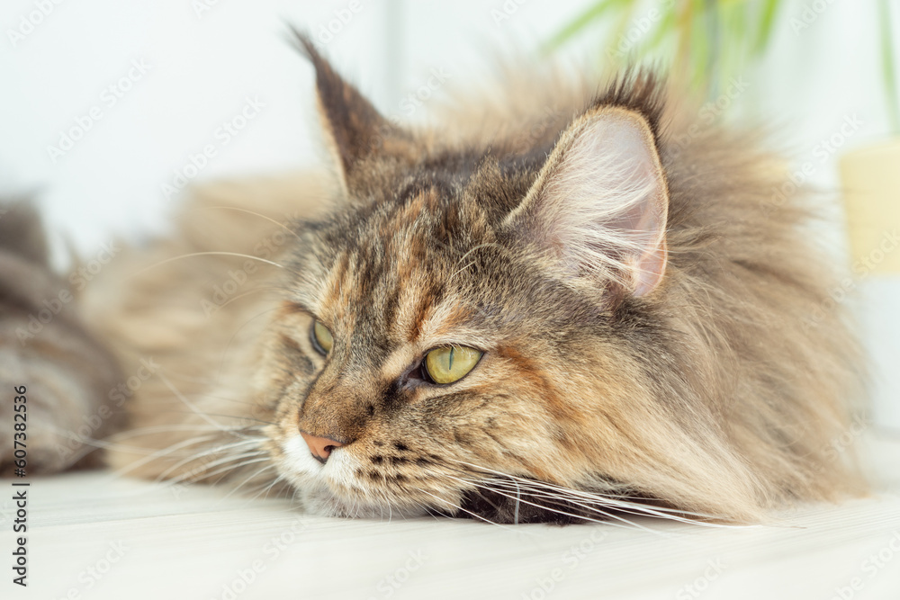 Cute furry Maine Coon cat with yellow green eyes and long beige brown ...