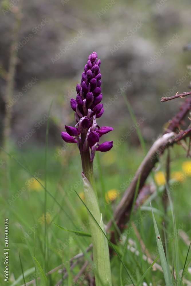 Orchis mascula : L'Orchis mâle, Satyrion mâle ou Herbe à la couleuvre ...