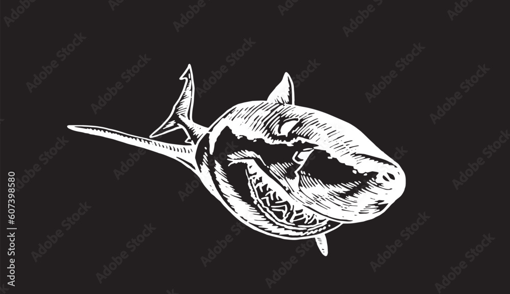 Graphical shark on black background, underwater life. Vector ...