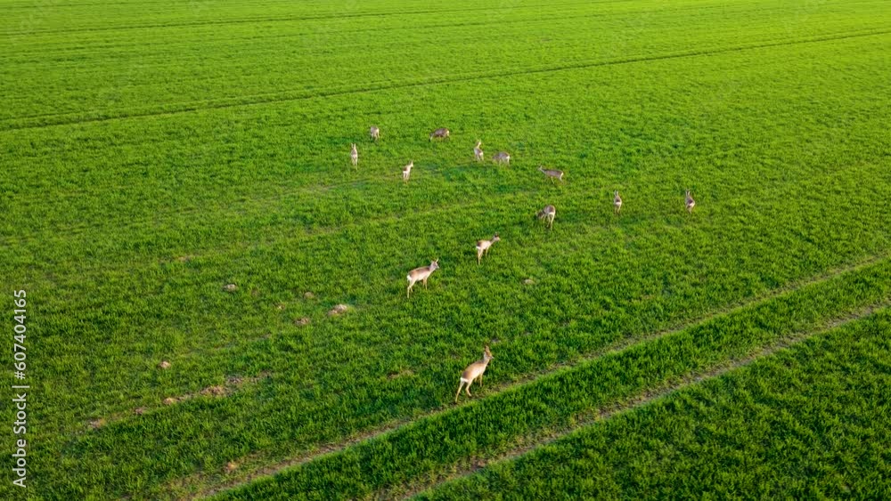 Herd of European roe deer with buck feeding in wheat field damaging ...