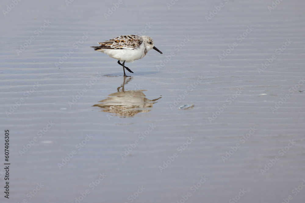 Sanderling (Calidris alba) is a small wading bird. The name derives ...
