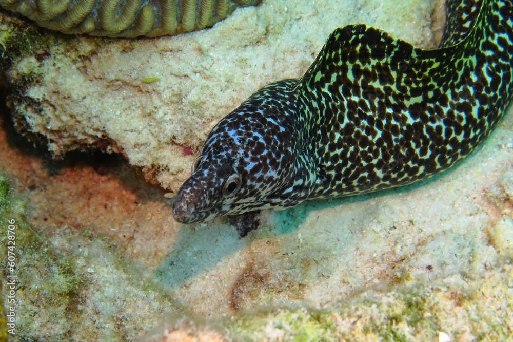 Spotted moray eel and coral reef. Detail of the head, eel in the sea. Marine life, animal in the ...