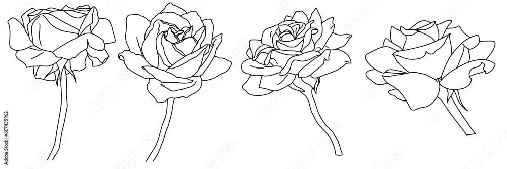 Rose blossom in bloom black outline illustration. Hand drawn realistic ...