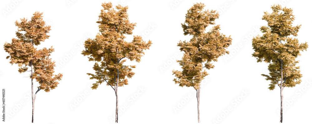 Photorealistic 3D render of trees in autumn on transparent background ...
