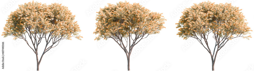 Photorealistic 3D render of trees in autumn on transparent background ...