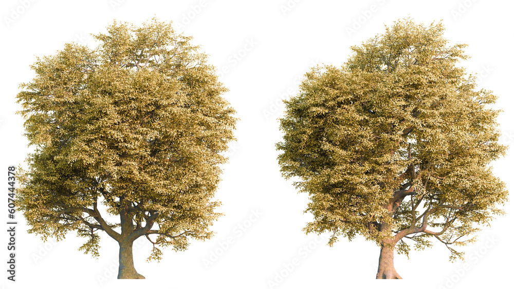Photorealistic 3D render of trees in autumn on transparent background ...
