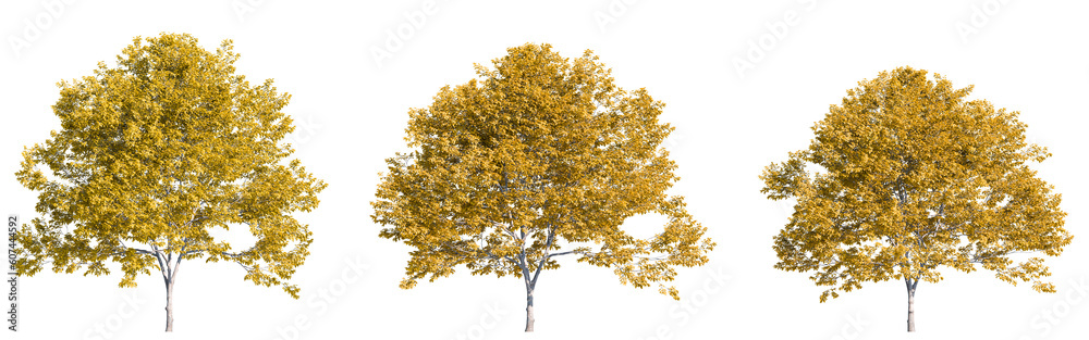 Photorealistic 3D render of trees in autumn on transparent background ...