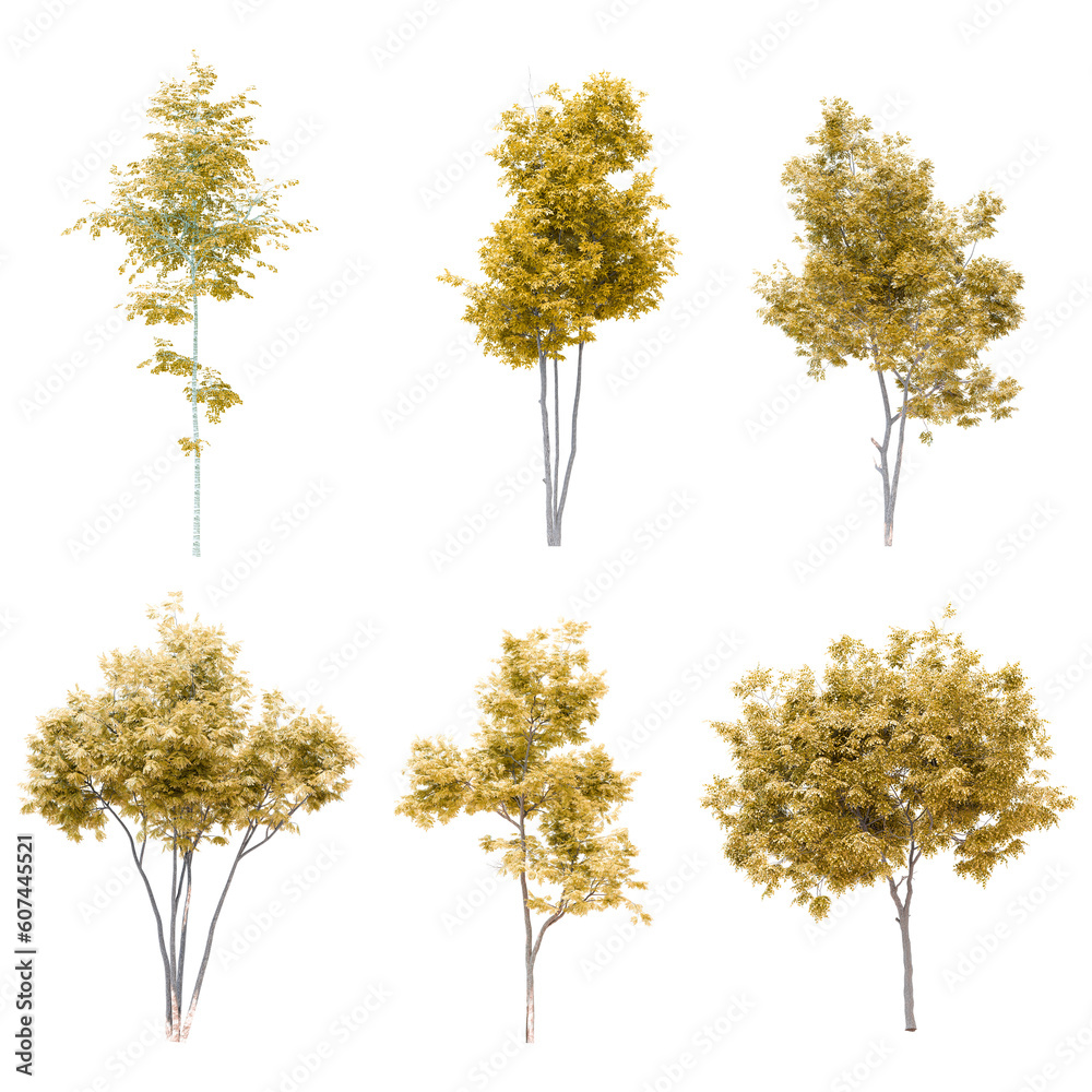 Photorealistic 3D render of trees in autumn on transparent background ...