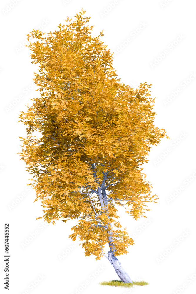 Photorealistic 3D render of trees in autumn on transparent background ...