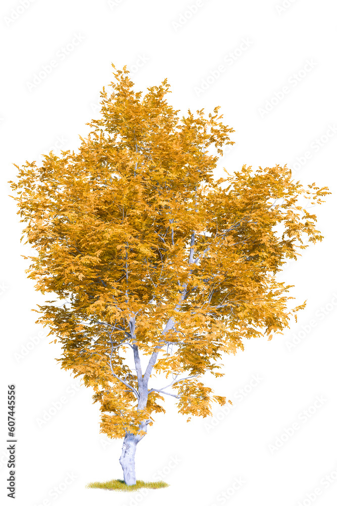 Photorealistic 3D render of trees in autumn on transparent background ...