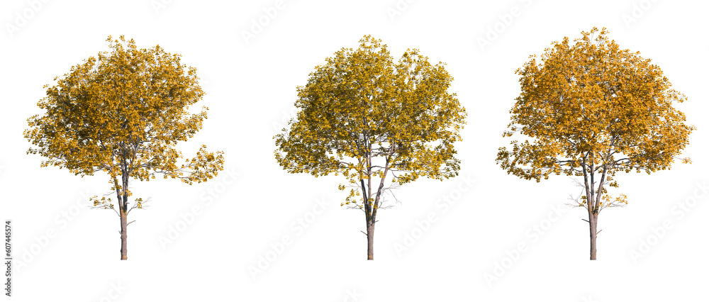 Photorealistic 3D render of trees in autumn on transparent background ...