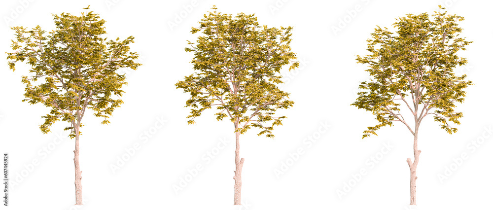 Photorealistic 3D render of trees in autumn on transparent background ...