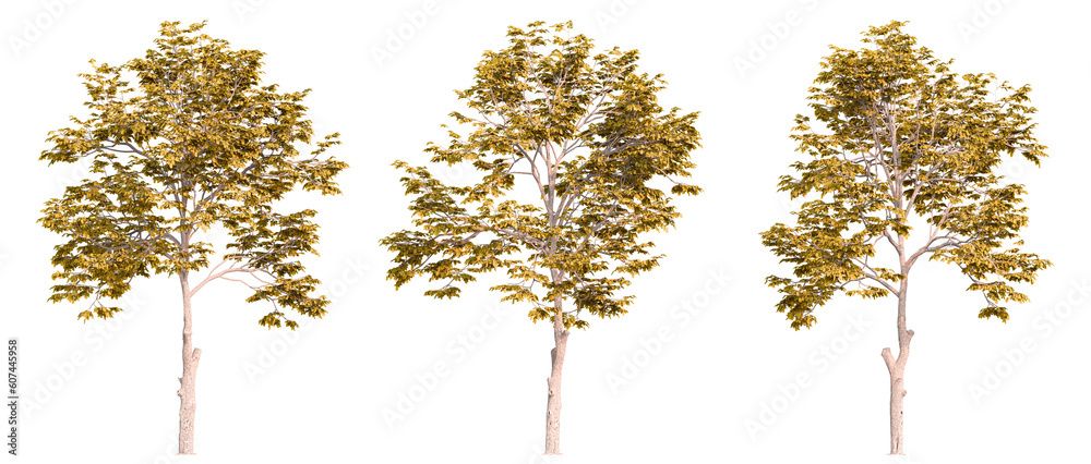 Photorealistic 3D render of trees in autumn on transparent background ...