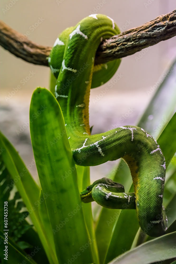 Emerald tree boa. Emerald tree boas are some of the most visually ...