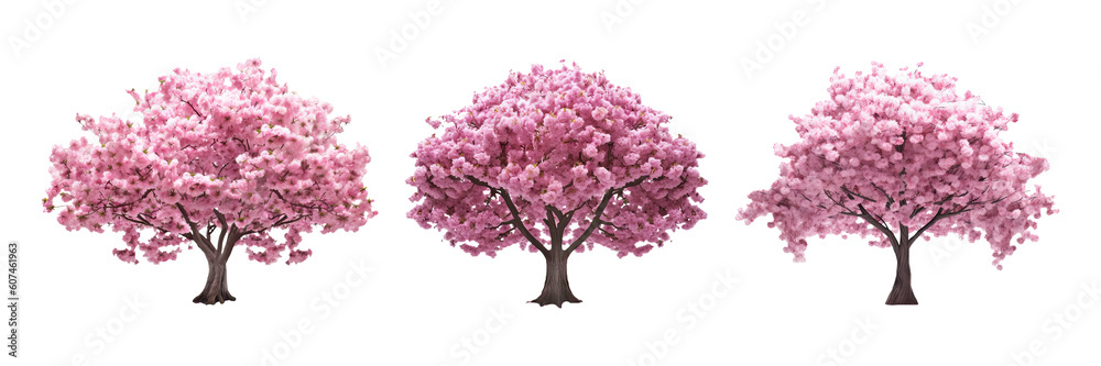 Set of cherry blossom Sakura tree isolated on transparent background ...