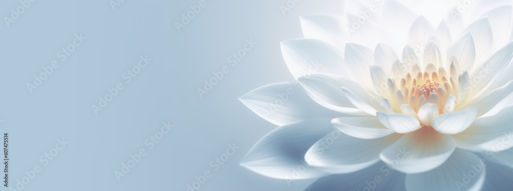 White lotus flower in soft color and blur style for background with ...