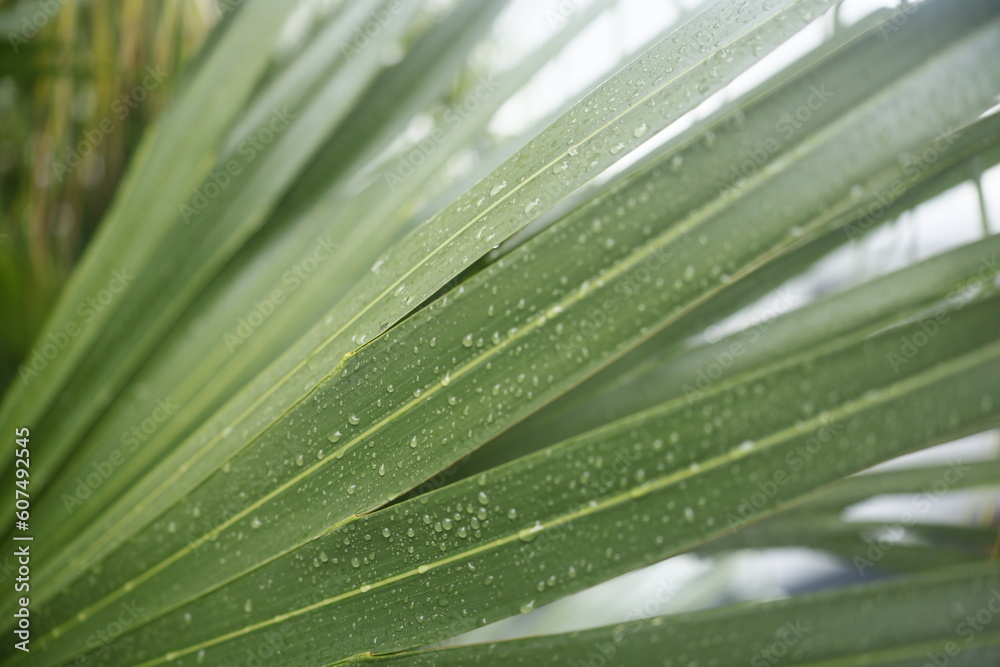 Saw Palmetto Serenoa repens green shrub plant native to Florida, Stock ...
