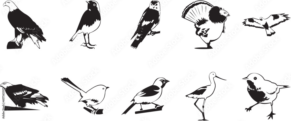Ten smooth vector clipart illustration of birds Stock Vector | Adobe Stock