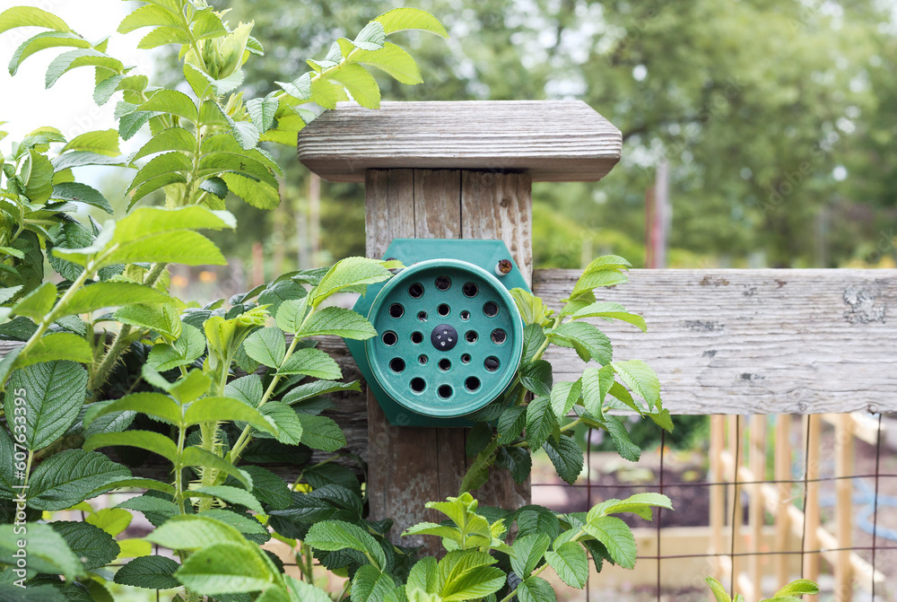 Solitary bee house on garden fence pool. Bee hotel or bug hotel for ...