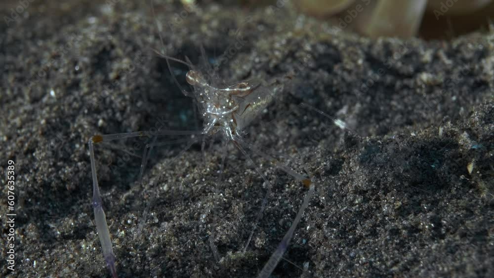 The shrimp moves its long claws and crouches on its feet. Red white ...