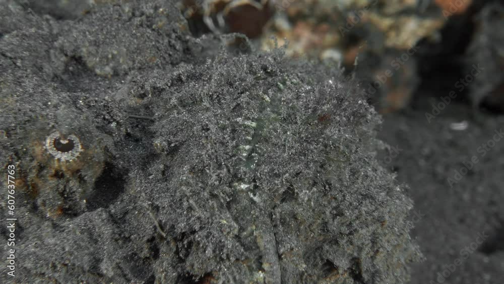 Video Stock Half-open mouth fish stone. Reef Stonefish (Synanceia ...
