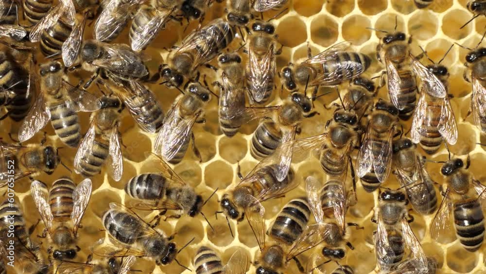 Colony life of honey bees. The frame includes larvae of developing ...