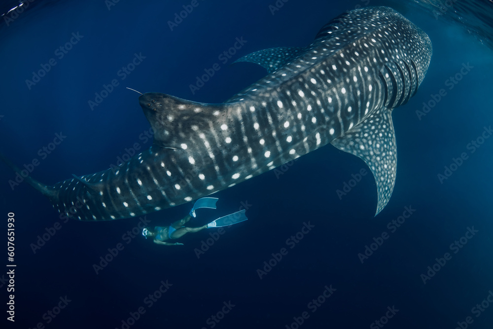Whale shark and woman in deep ocean. Shark swimming underwater and ...