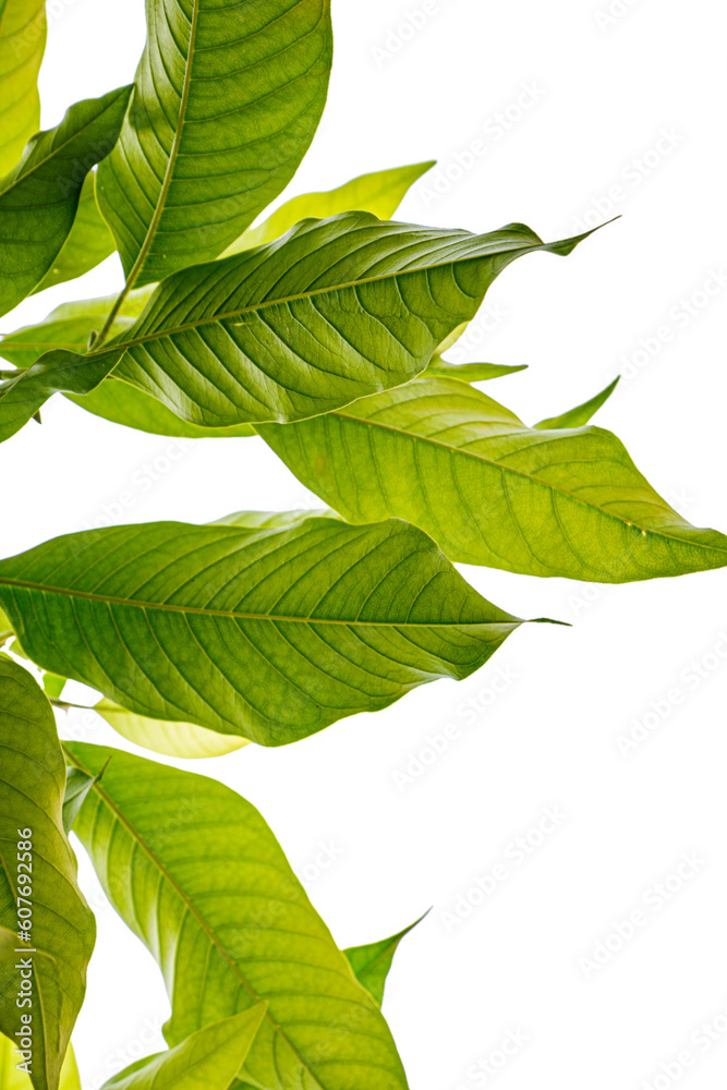 Leaf png hd, leaves png, leaf vector, nature png, Green png, Download ...