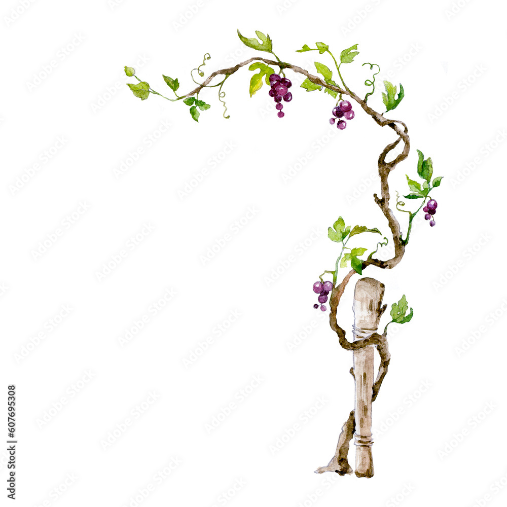 Grapevine - design elements with a twisting vine with leaves and ...
