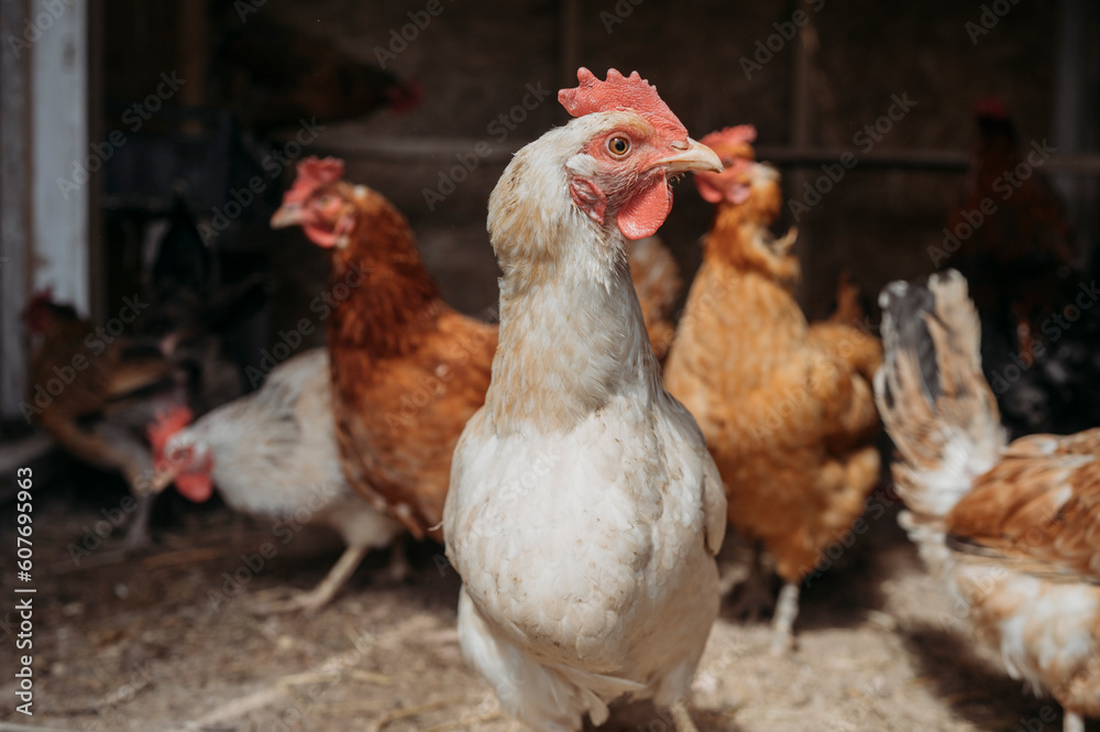 Flock of chicken in farm Stock Photo | Adobe Stock