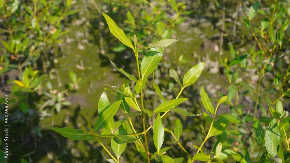 Rhizophora racemose is a species of mangrove tree in the Rhizophoraceae ...