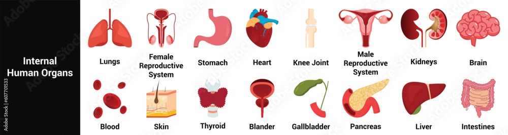 Human internal organs.Set of icons. Isolated on white background Stock ...