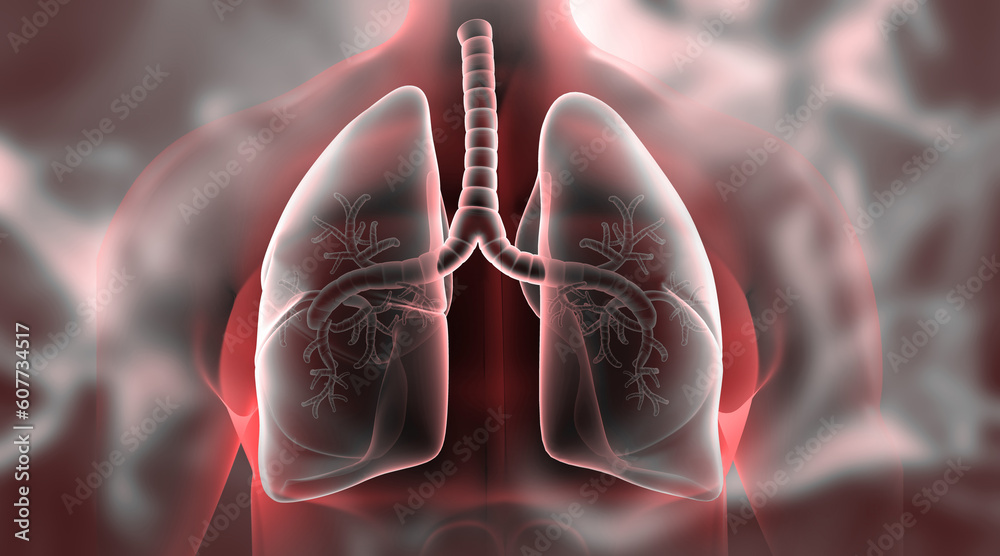 Human lungs anatomy on scientific background. 3d illustration Stock ...