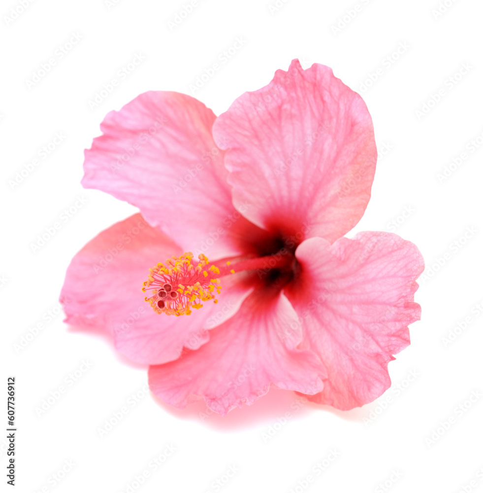 Beautiful gentle pink Hibiscus rosa-sinensis aka Chinese hibiscus ...