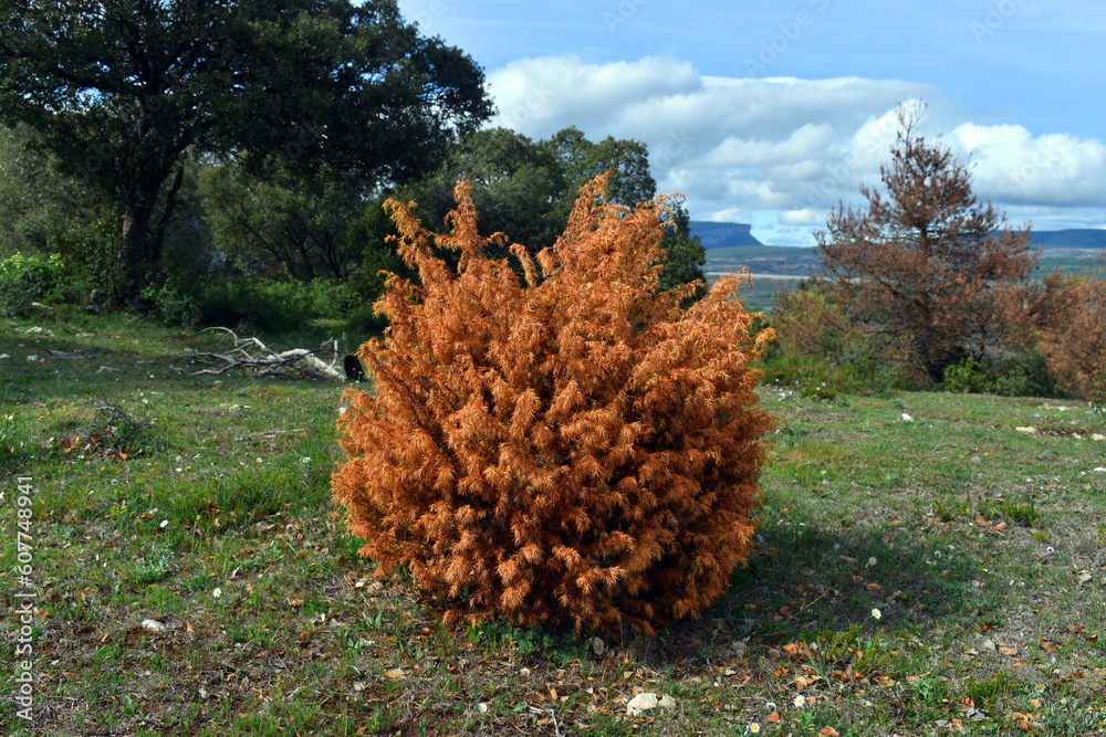 Common Juniper (Juniperus communis) dry from heat and drought Stock ...