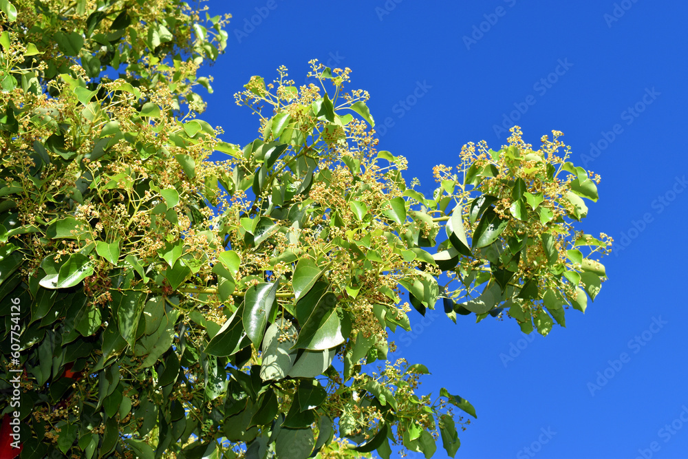 Leaves and flowers of the camphor tree (Cinnamomum camphora) Stock ...